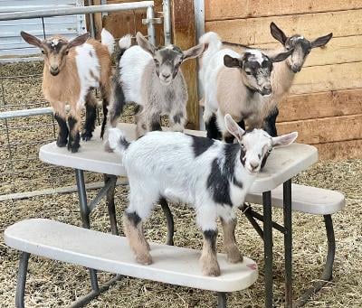 Pygmy Goats for Sale | Mini Pygmy Goats Near Me | Wann Ranch ...
