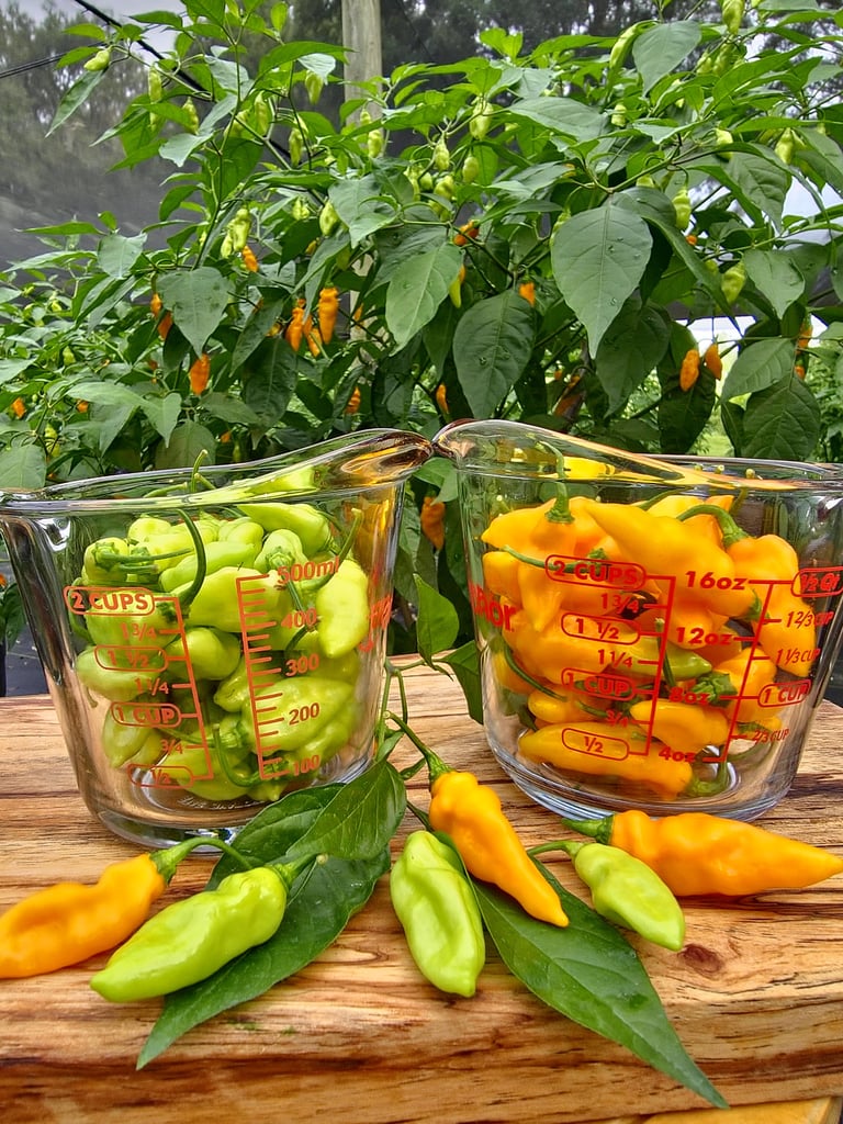 Fresh Datil Peppers Delight | Mayhem Datil Pepper Farms