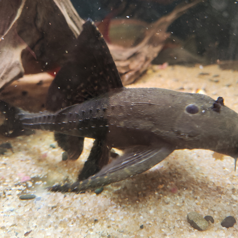 Akvariumo žuvytės, Akvariumo žuvys, šamai