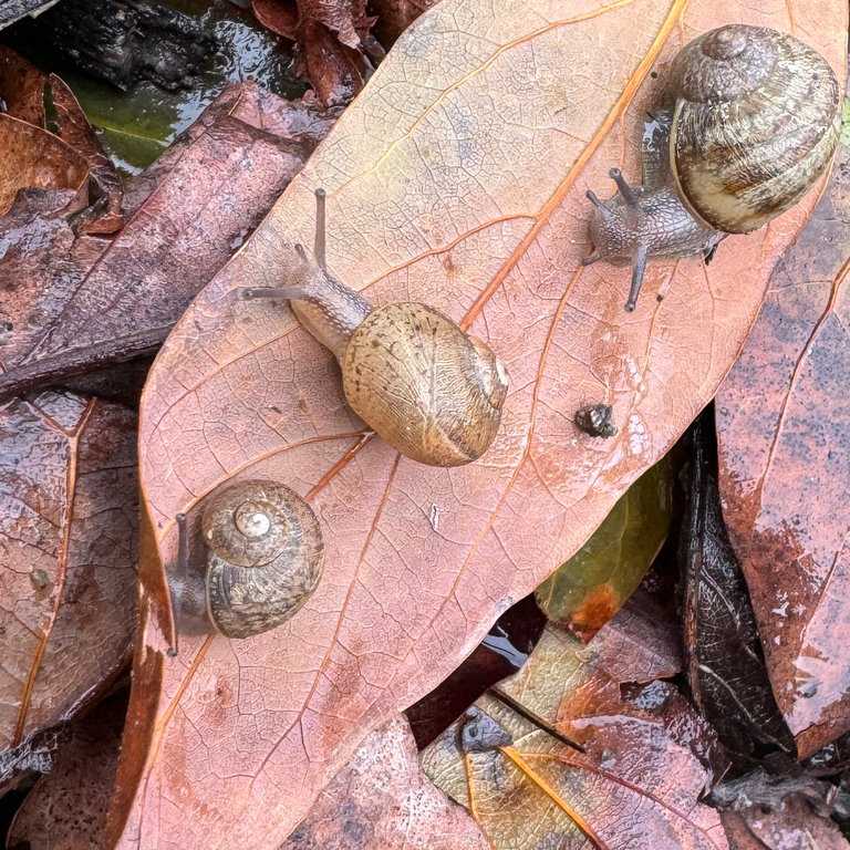 Premium Snail Pet Shop - Buy Live Pet Snails Online | SnailySnail Pet Store