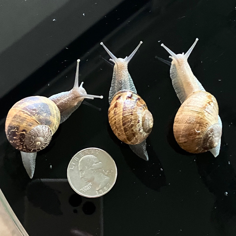 Premium Snail Pet Shop - Buy Live Pet Snails Online | SnailySnail Pet Store