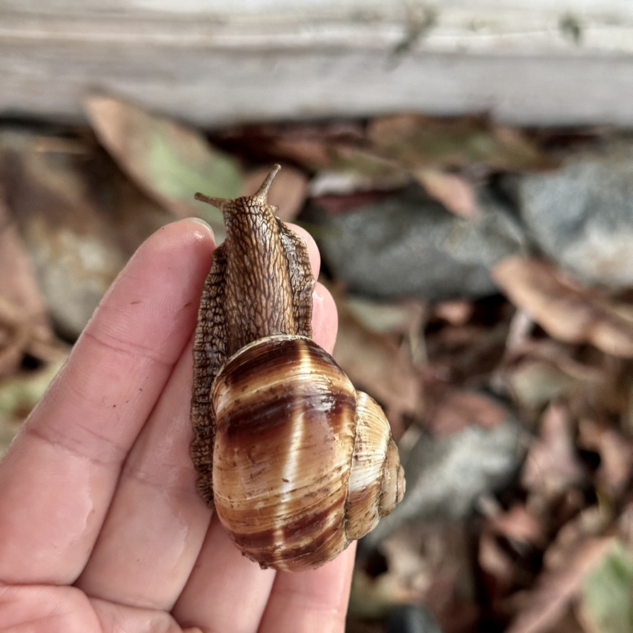 1 One Giant striped Helix Snails, Helix lucorum, Turkish snail ...