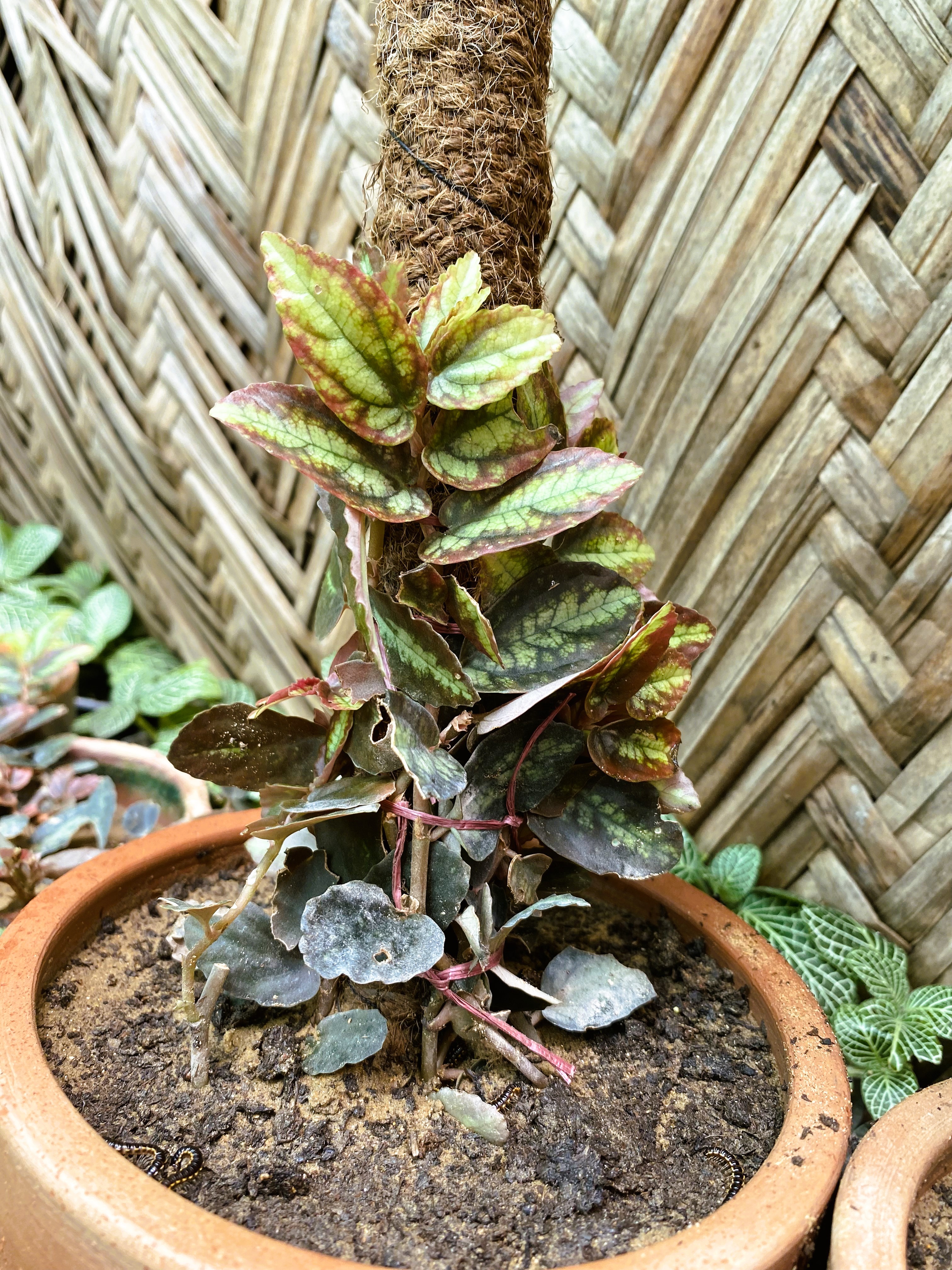 Watermelon begonia store