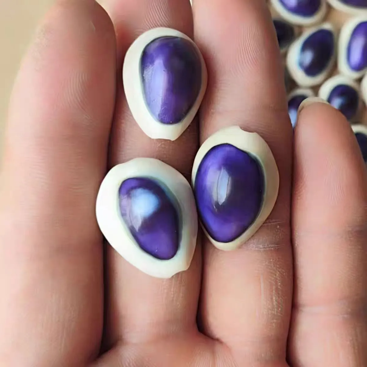 Blue Money Cowrie Shells -Blue Eye Cowrie Shells for sale（unnatural ...